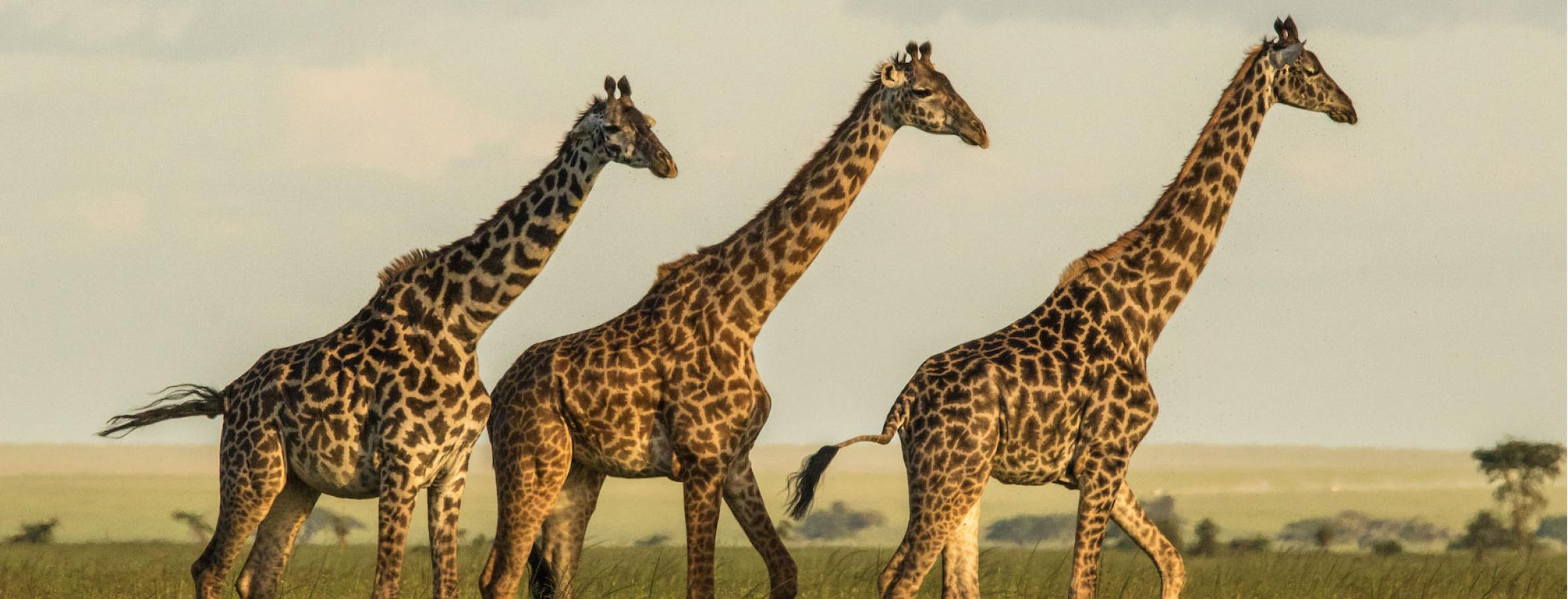 Food, not sex, drove the evolution of giraffes’ long neck, new study ...