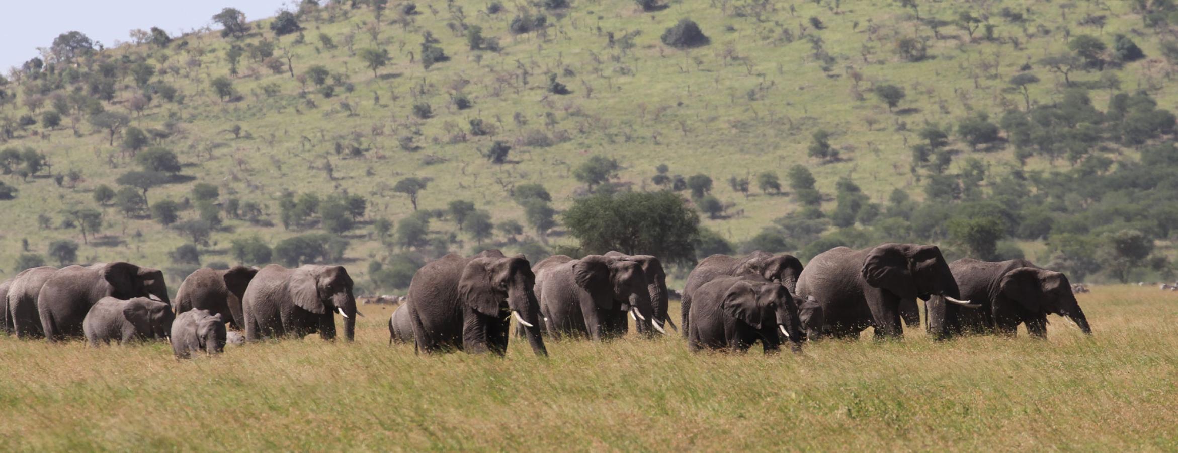 Elephant genetics guide conservation | Eberly College of Science